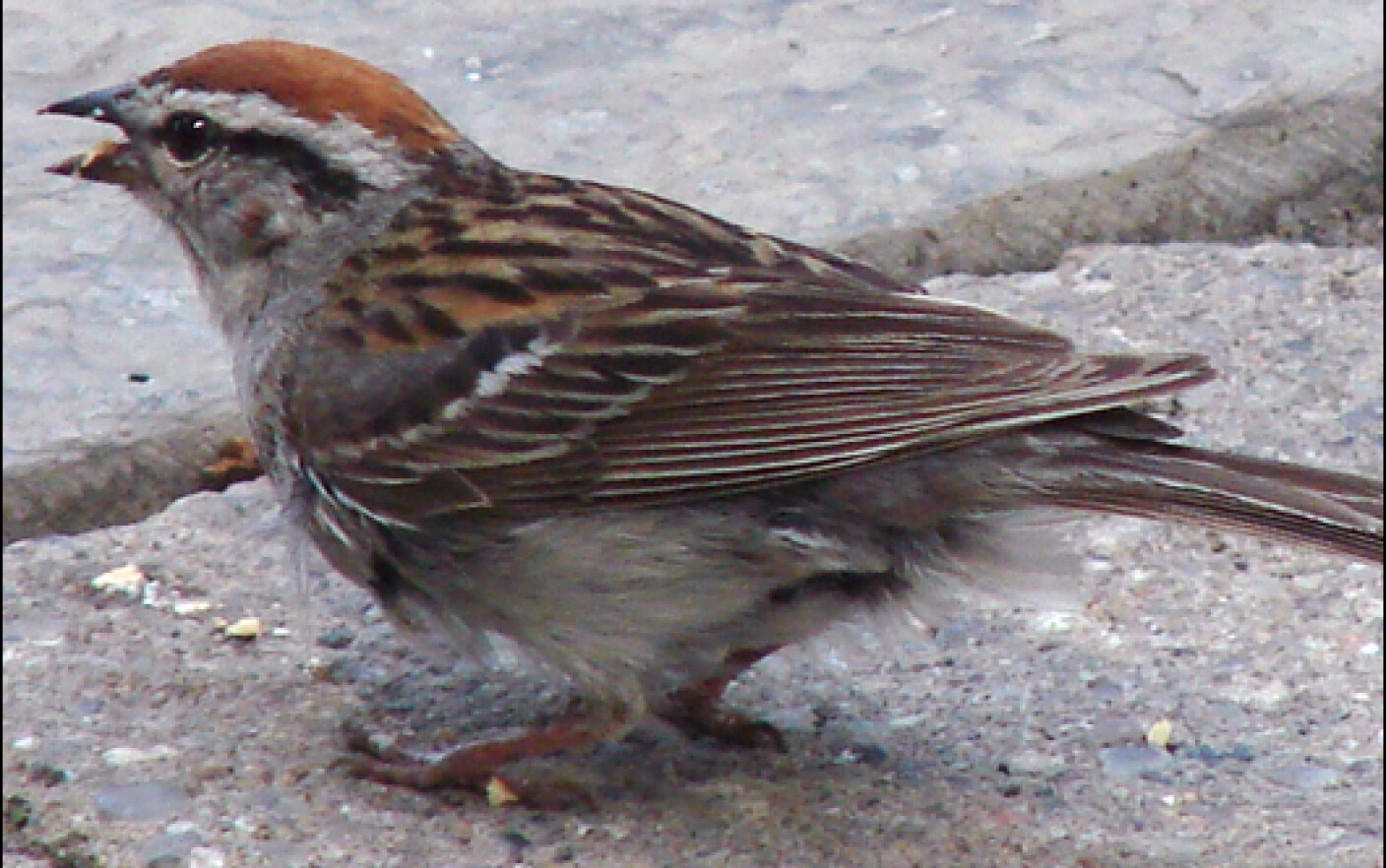Vrabie piromana: a facut o paguba de 250.000 de lire sterline ...