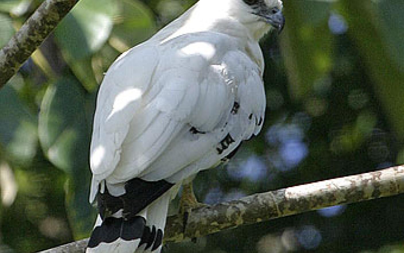 Pui de soim nascuti in mijlocul aglomeratiei din Roma! - Stirileprotv.ro