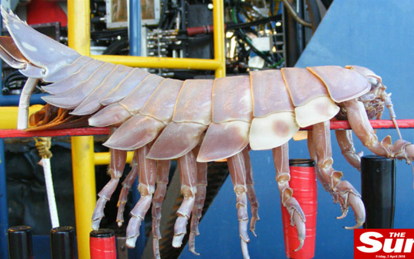 Monstru marin, descoperit in Golful Mexicului - Stirileprotv.ro