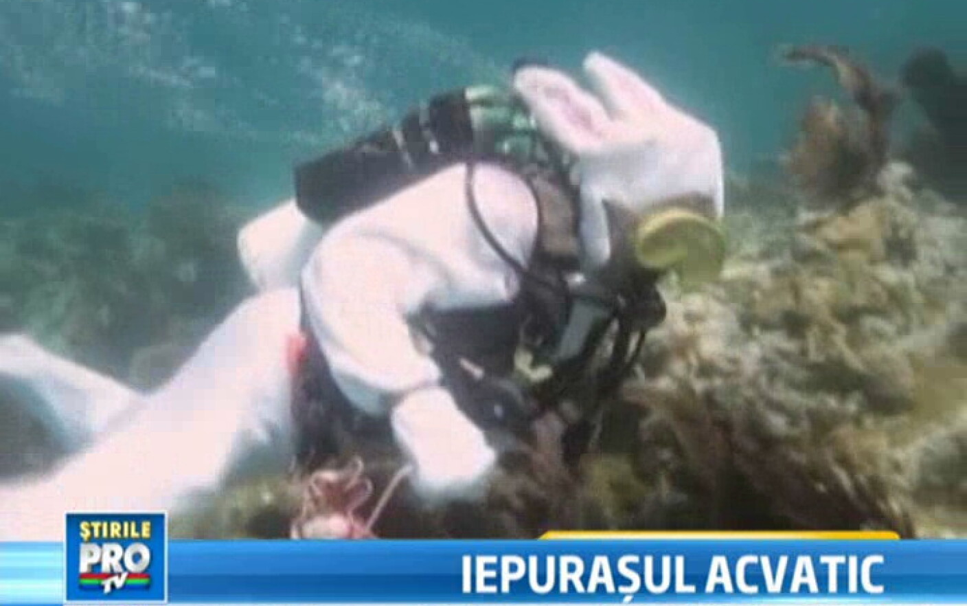 In ton cu Pastele! Iepurasul cu caiac si cel care face scufundari ...