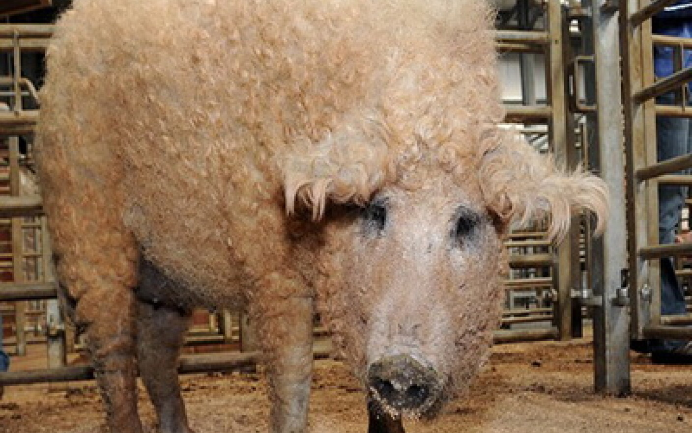 O fi porc sau oaie? Clar e un PORC cu LANA! - Stirileprotv.ro