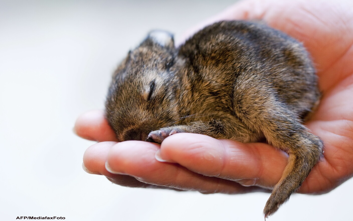 Cel mai frumos "iepuras de Paste". Cantareste doar 72 de grame si e in ...