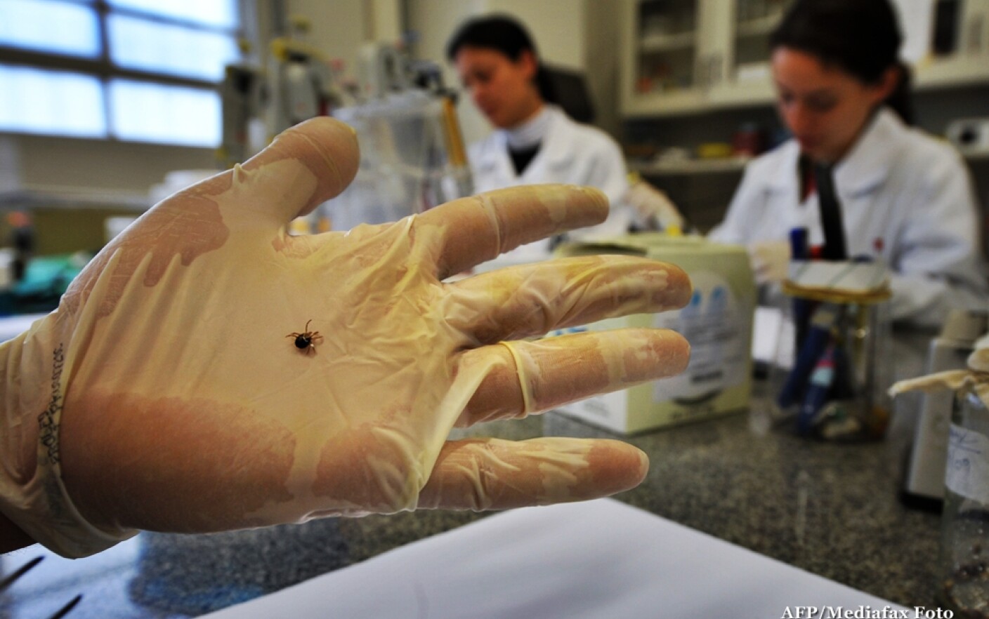 Capusele au infectat doua femei cu boala Lyme. Medicii ne spun cum sa ...