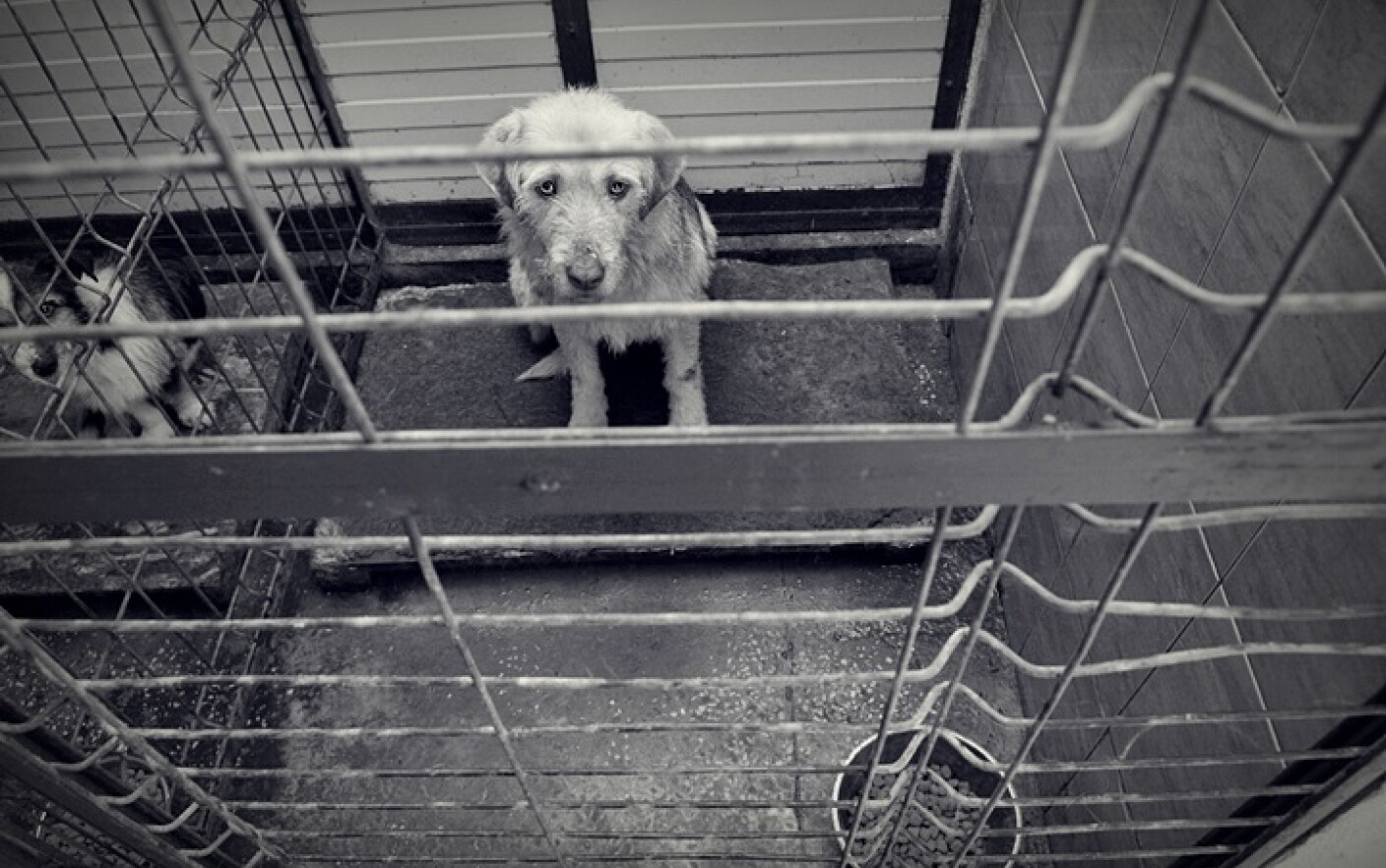 Sambata va avea loc un nou targ de adoptii canine la Timisoara: "Si mie ...