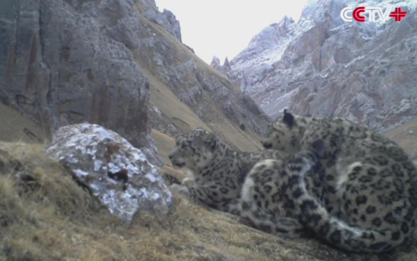 Ritualul de imperechere al leoparzilor de zapada, fotografiat pentru ...