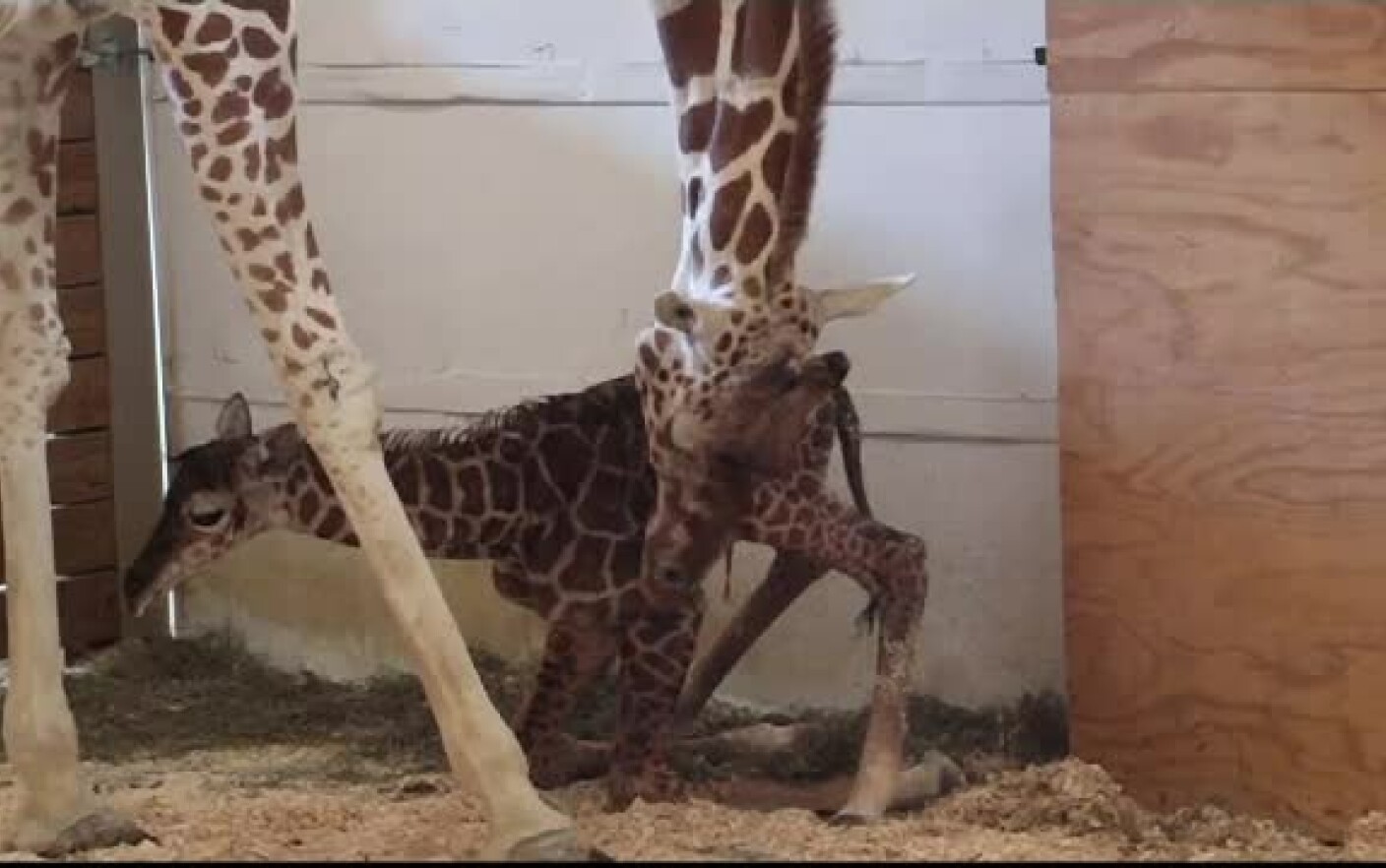 1.250.000 de oameni au urmarit live, pe Facebook, nasterea unui pui de ...