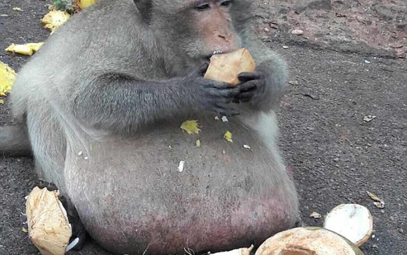 Maimuta obeza care mananca tot ce ii arunca turistii. "Uncle Fatty ...