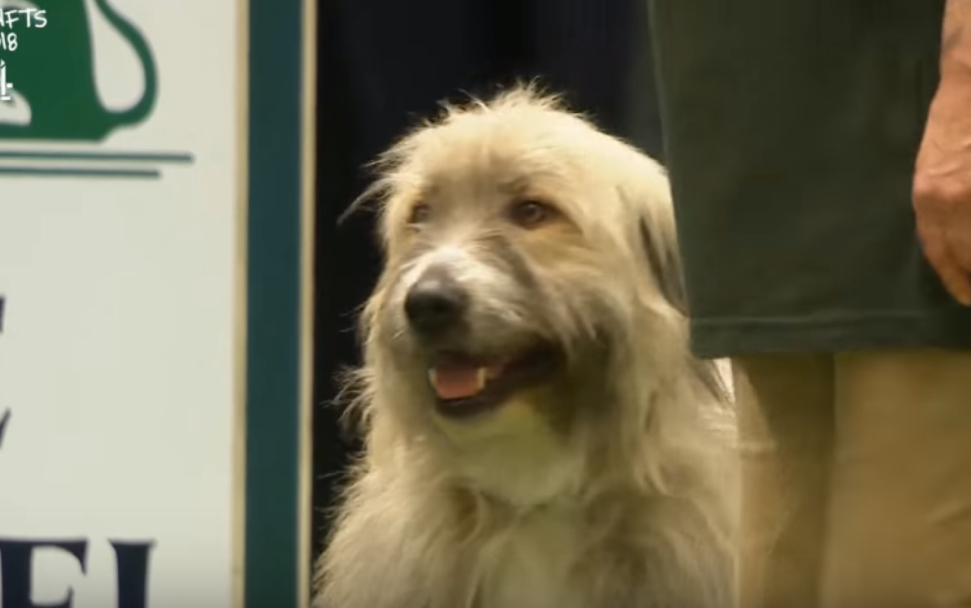 Povestea lui Kratu, un ciobănesc salvat din România și ajuns celebru în ...