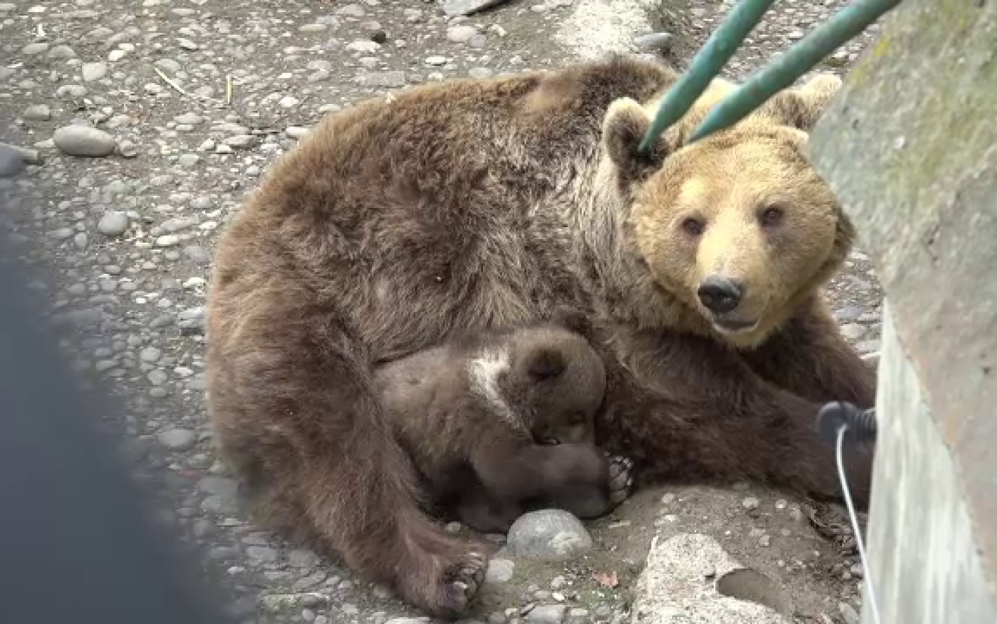 Un pui de urs, în vârstă de 3 luni, a devenit vedeta grădinei zoologice ...
