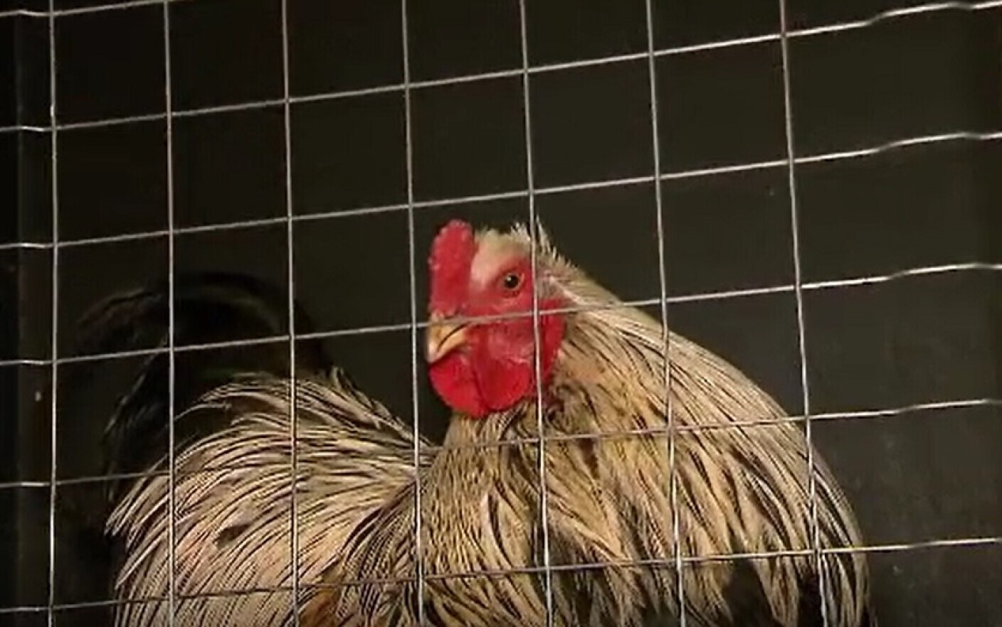 Un cocoș a devenit animalul de companie al unui german. Pasărea are un ...