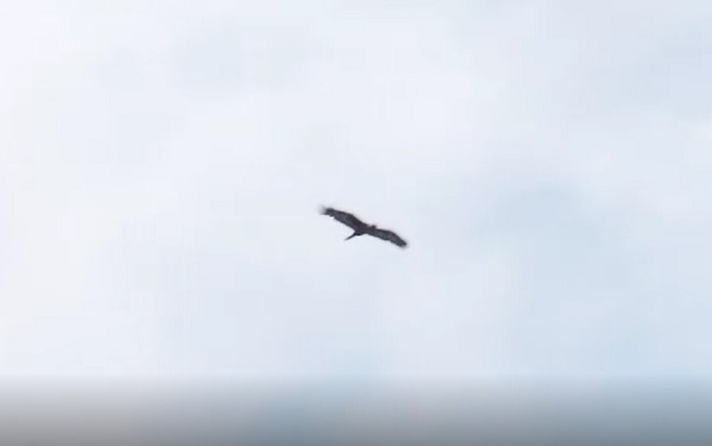 Acvila de munte, prioritate națională. Cum încearcă specialiștii să o ...