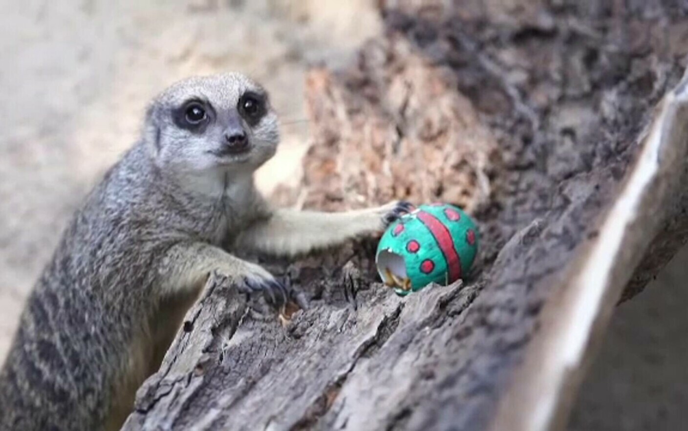 Animalele de la o grădină zoologică din Chile au primit ouă speciale de ...