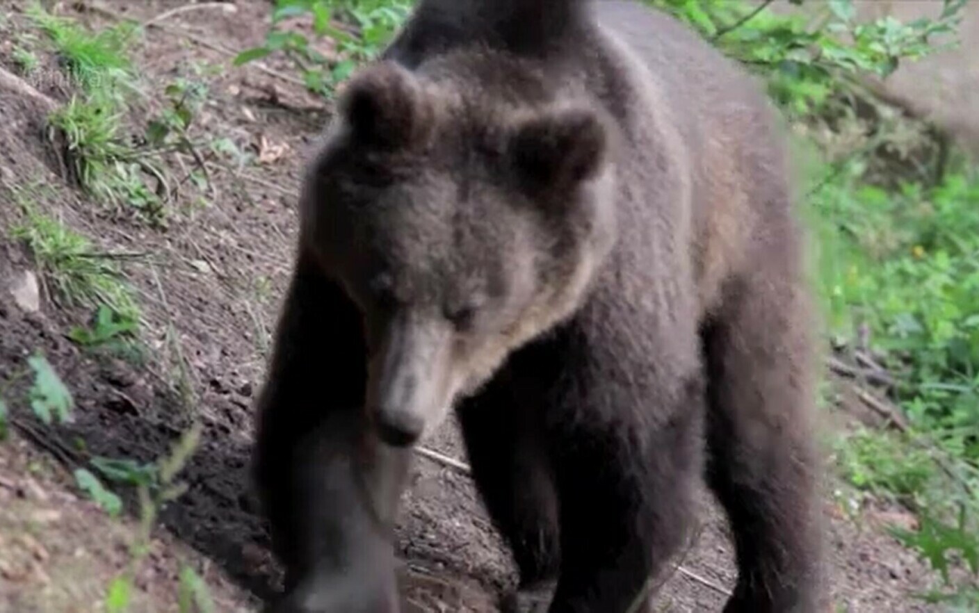 Din tineri, atacaţi de urs în timp ce se aflau cu oile la păscut pe o ...