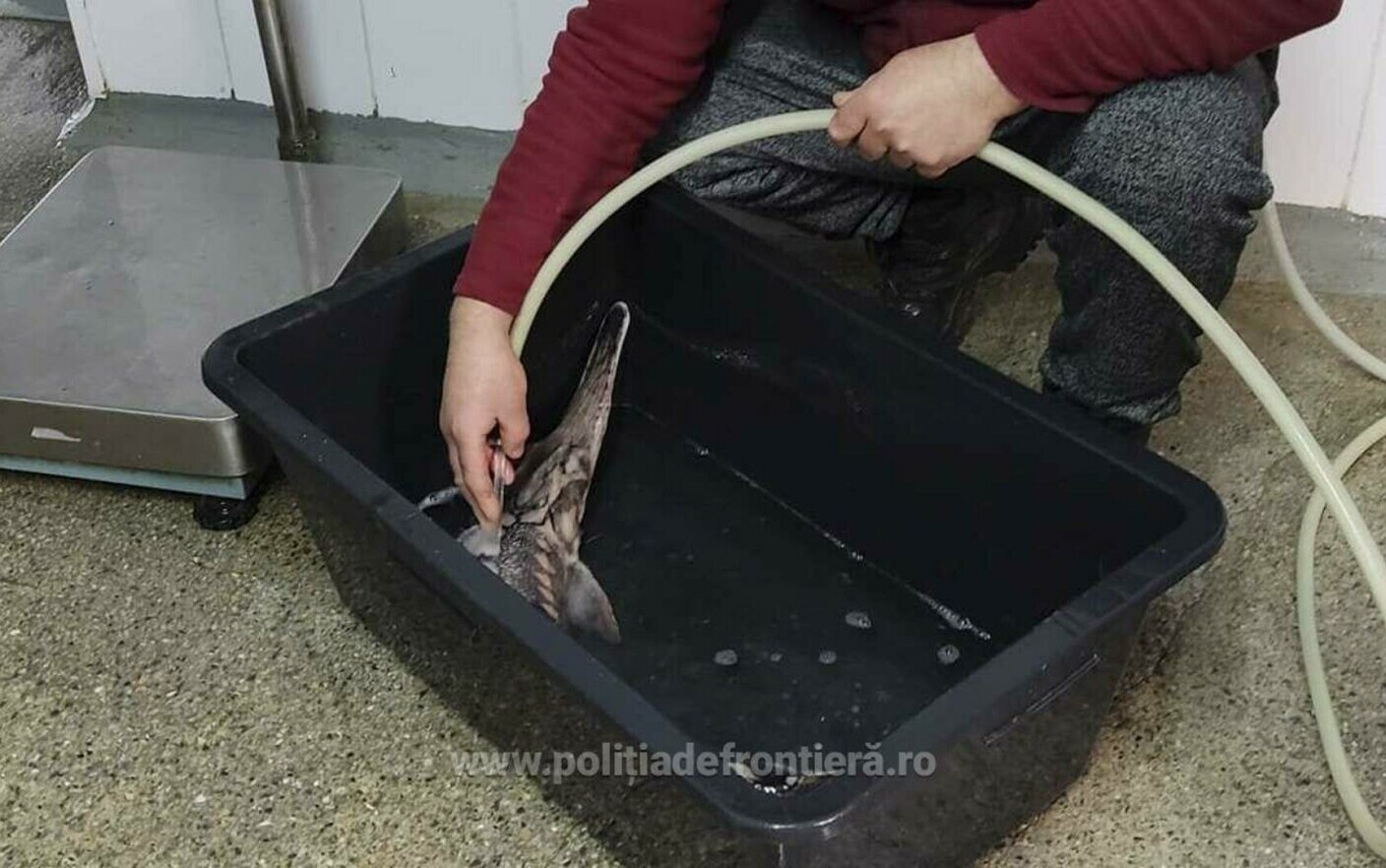 Ce au găsit polițiștii în portbagajul unui șofer. Încă era viu. FOTO ...