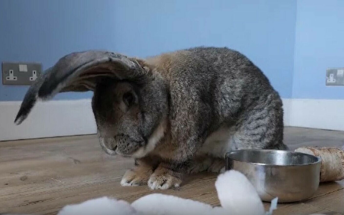 Iepurele uriaș. Cântărește 12 kilograme, iar lungimea corpului poate ...