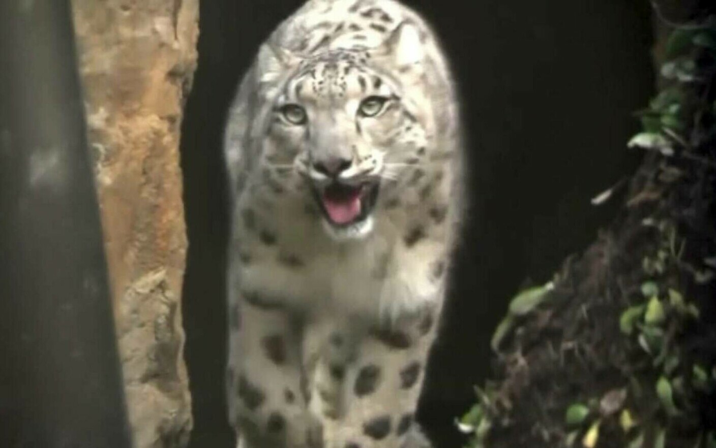 Doi leoparzi de zăpadă au fost „cazați” la zoo în Noua Zeelandă. Numai ...