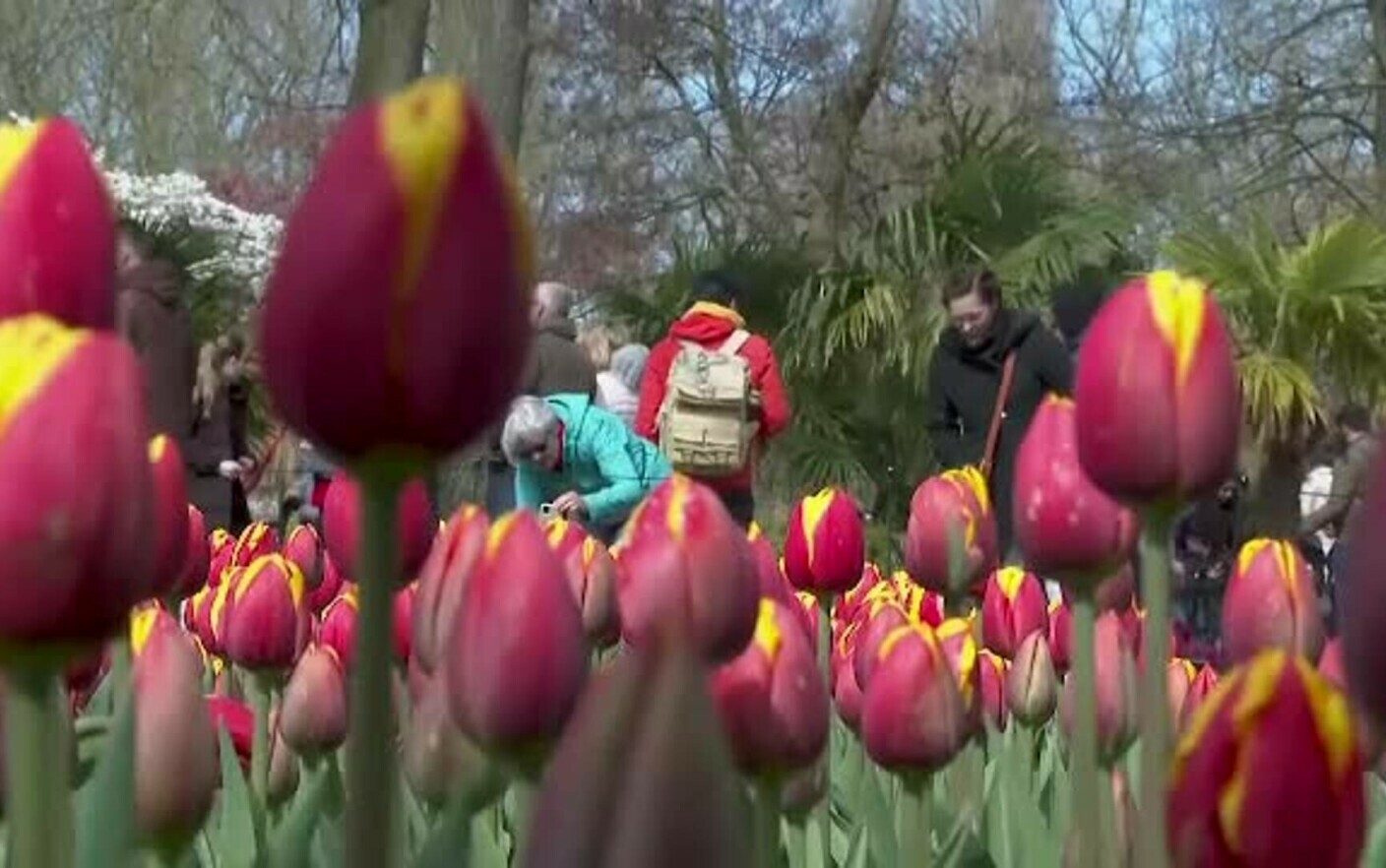 S-a deschis cea mai cunoscută grădină cu flori a Olandei. Este ...