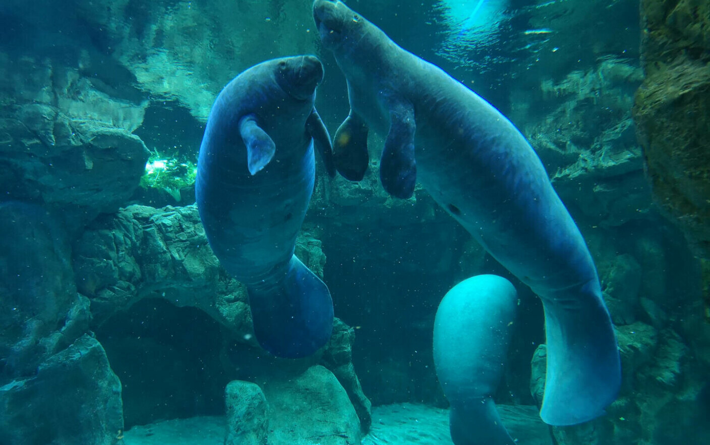 Descoperire uimitoare a cercetătorilor. Focile-elefant dorm în timp ce ...