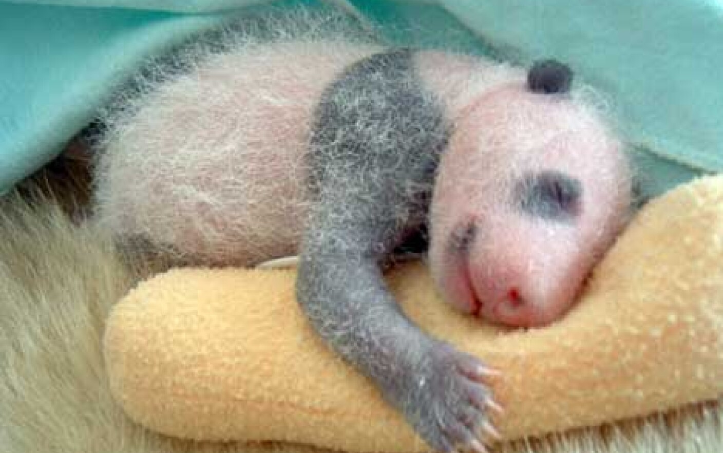 Un pui de panda, vedeta gradinii zoologice din San Diego! - Stirileprotv.ro