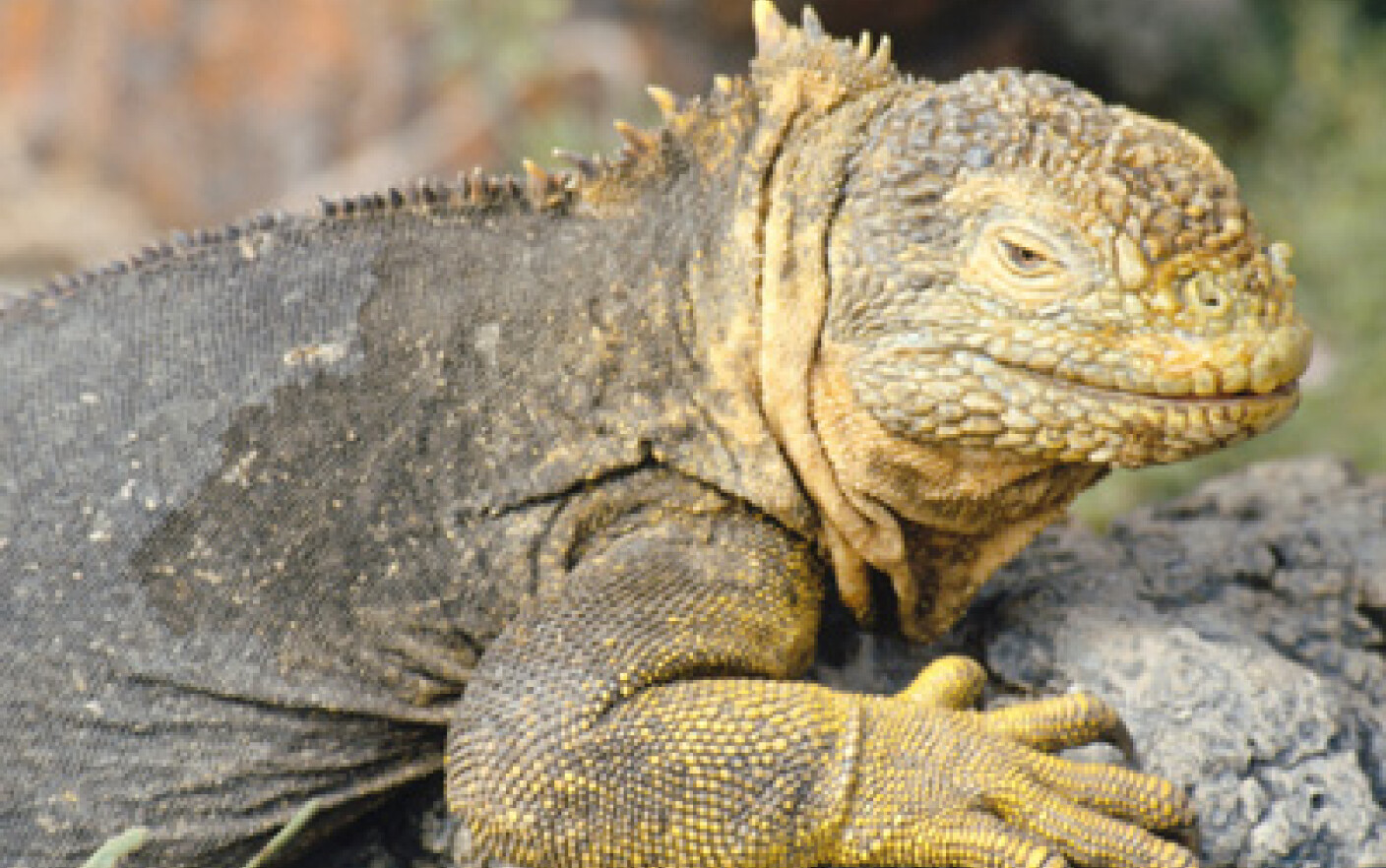 Invazie de soparle intr-un parc din Thailanda! - Stirileprotv.ro