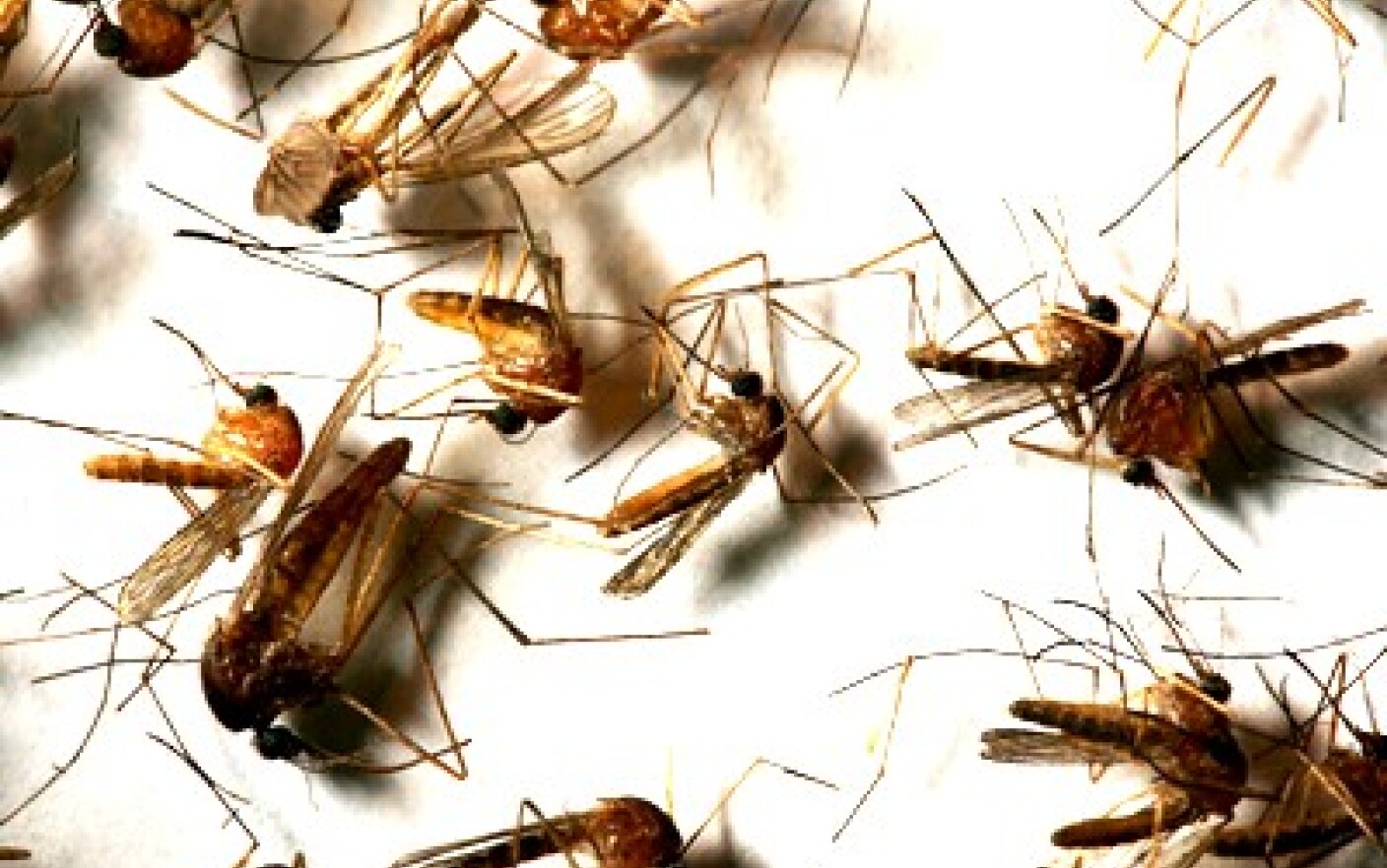 Invazie de insecte in marile orase. Ce sa faci daca te inteapa o capusa ...