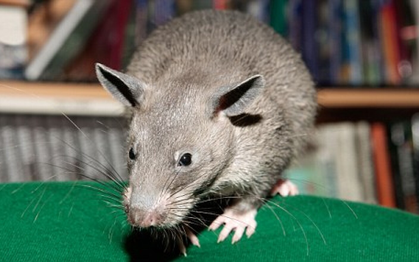 "Sunt super-sobolani". Deratizatorii din Liverpool sunt in razboi cu ...