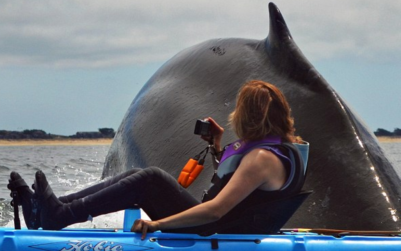 Un moment unic pentru o turista: o balena cu cocoasa si-a facut ...