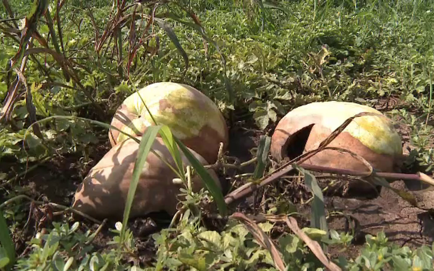 Invazie de rozatoare. Fermierii sunt disperati dupa ce iepurii si ...