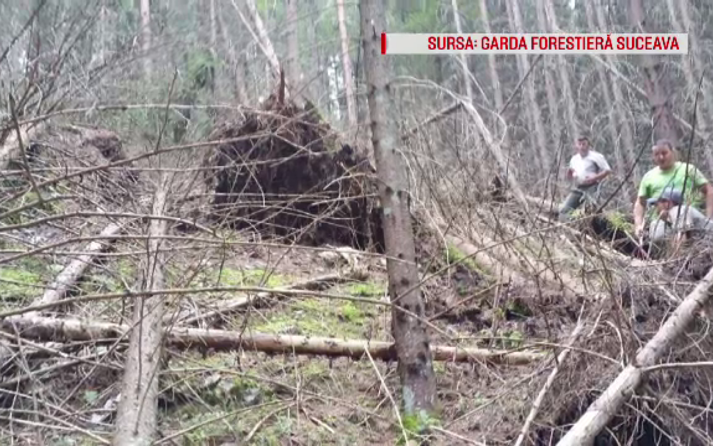 "Hotii" de paduri au invatat sa imite natura pentru a-si ascunde ...
