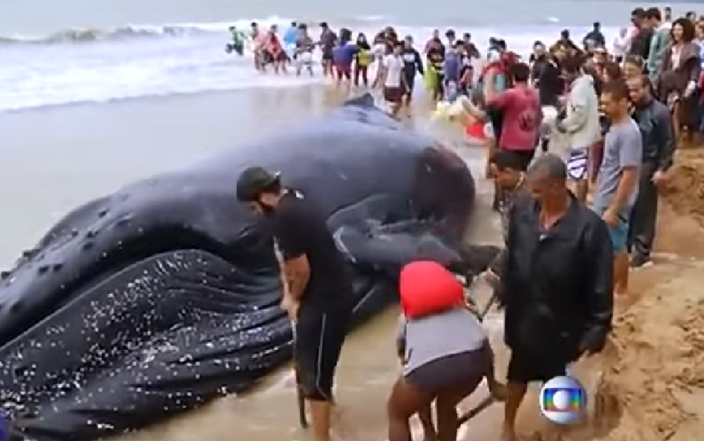 Un pui de balenă a eșuat pe o plajă din Brazilia. Ce a urmat ...