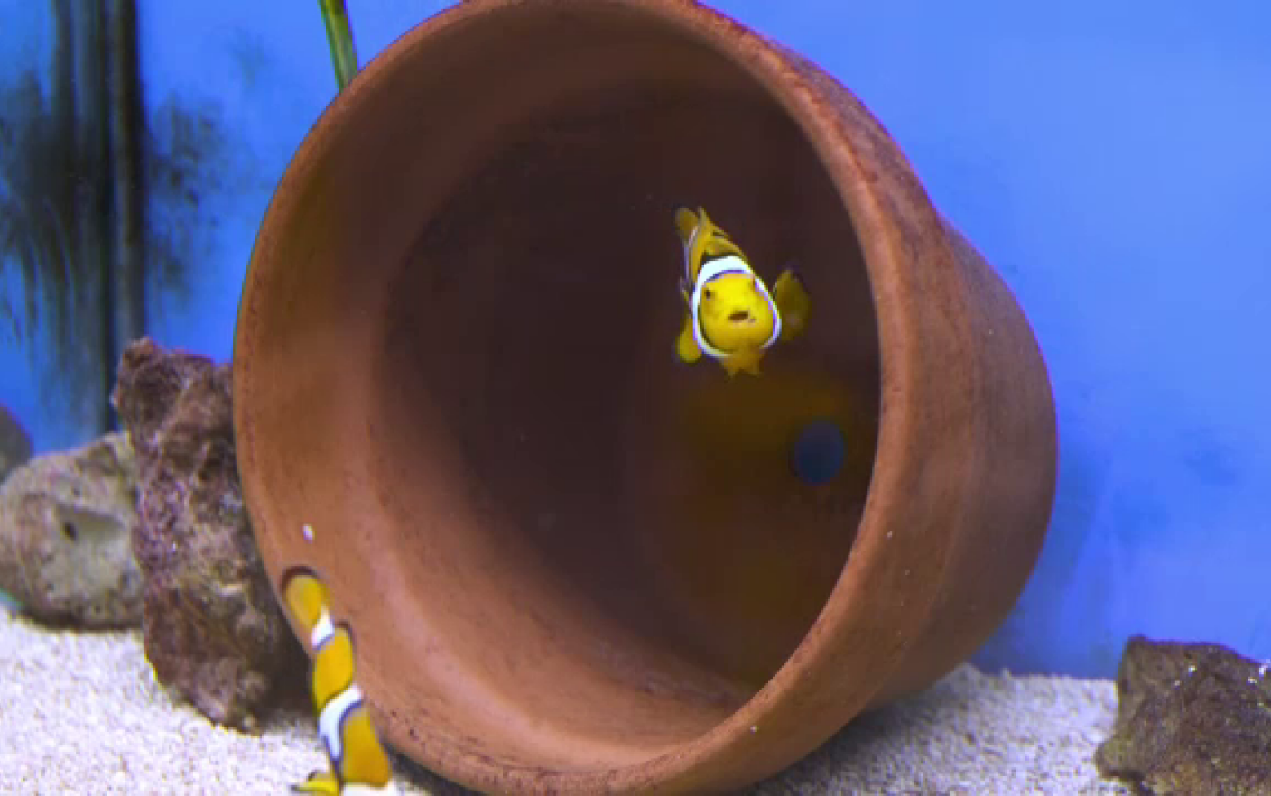 Specia de pești pe cale de dispariție din cauza animației „În căutarea ...