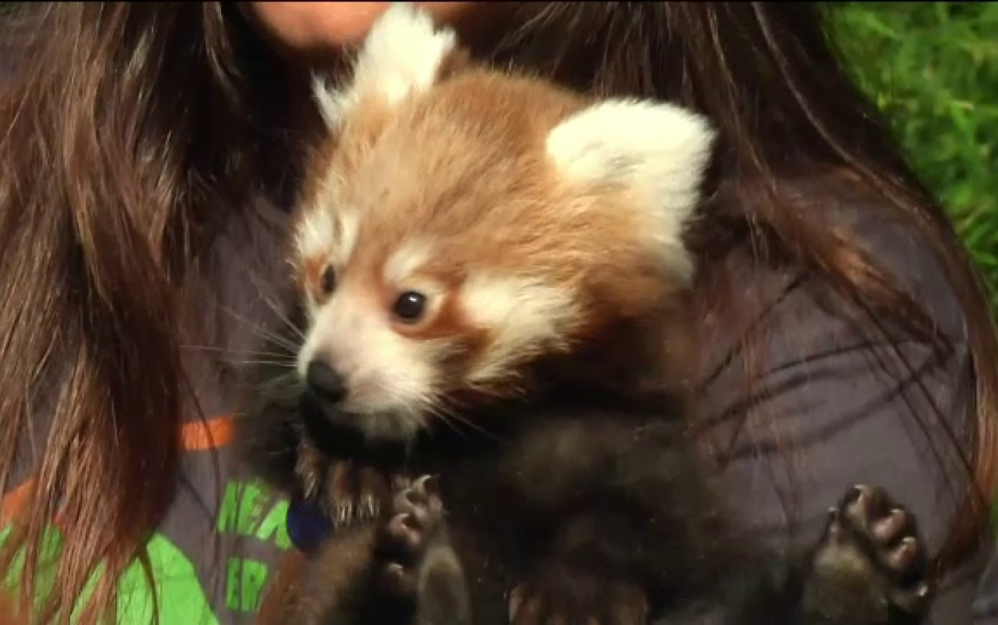 Puiul de panda roșu care face senzație la o grădină zoologică. VIDEO ...