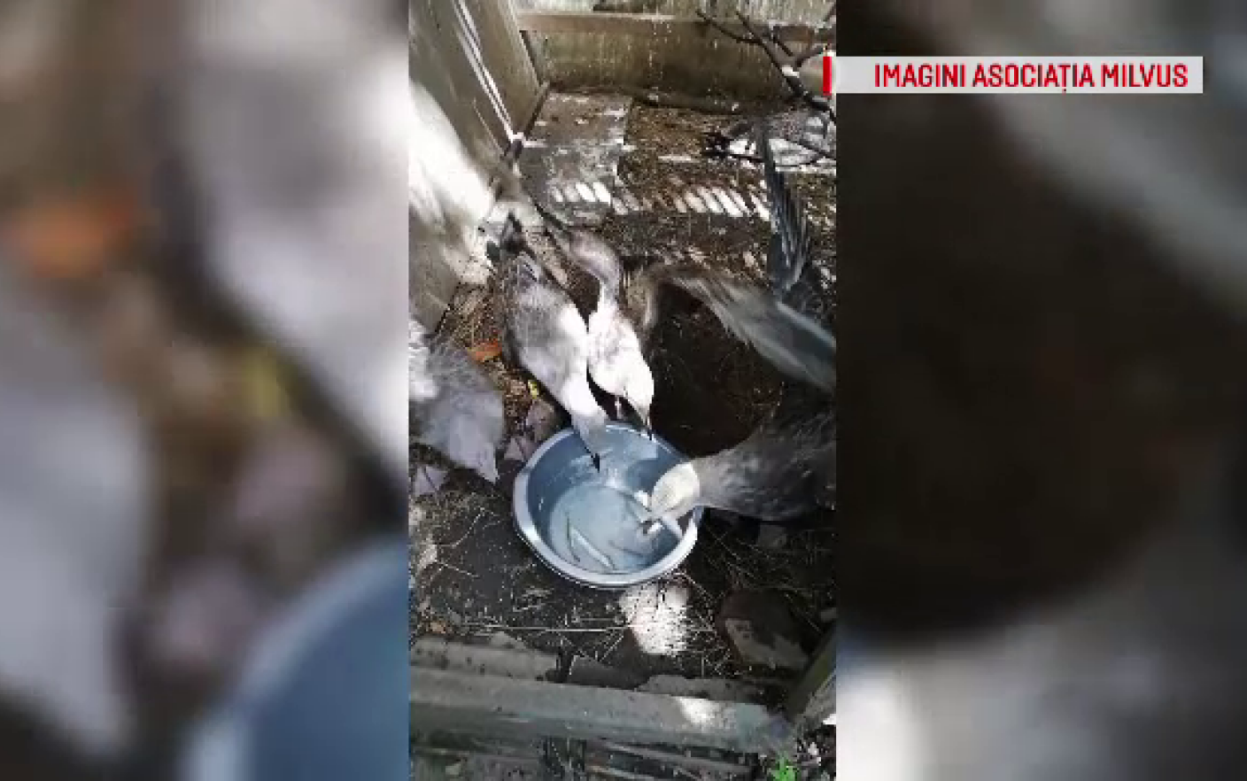 Momentul în care 9 pui de pescăruși salvați de trecători au fost ...