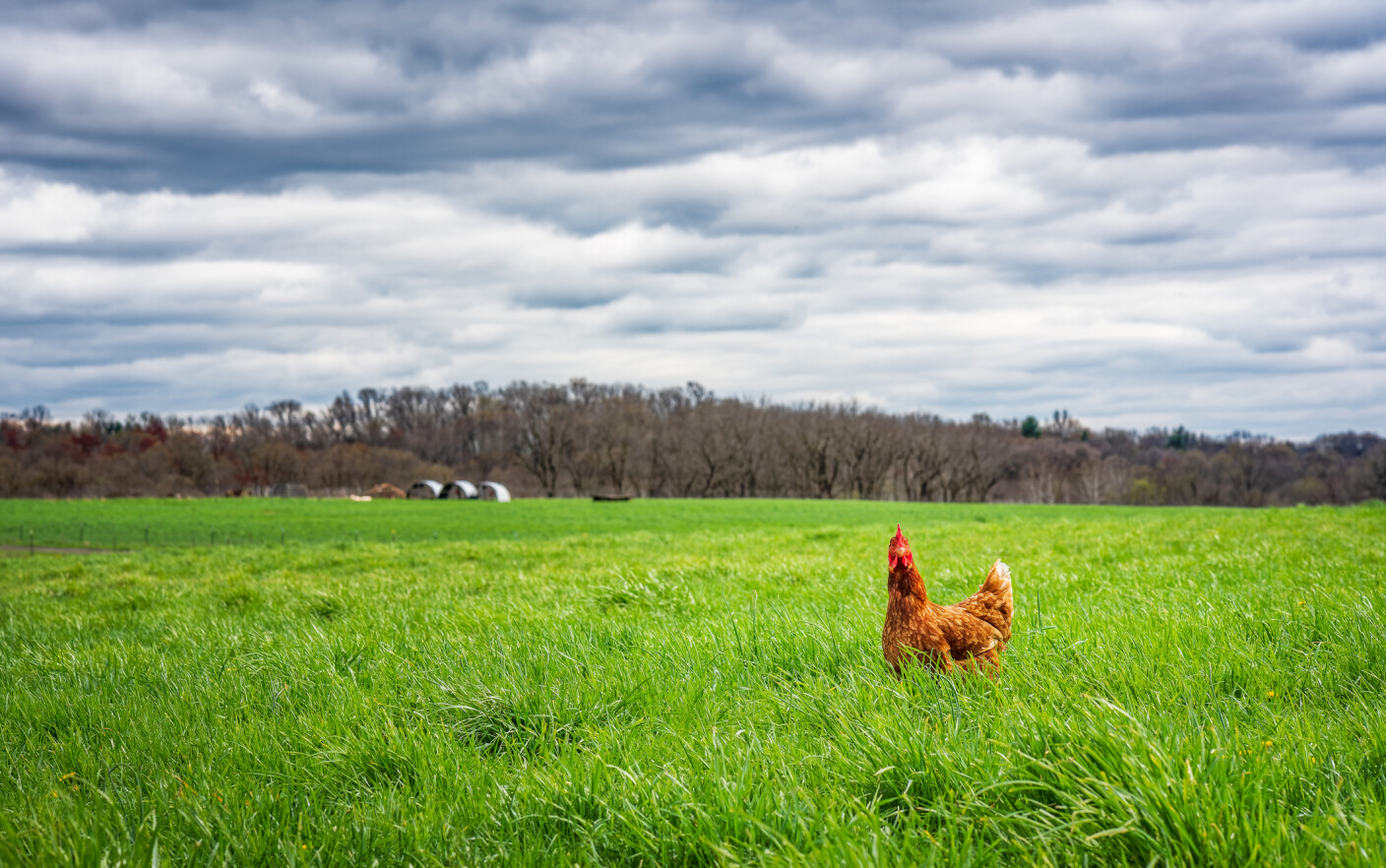 O femeie din Belgia a crezut că este o găină. Cum a găsit-o fratele său ...