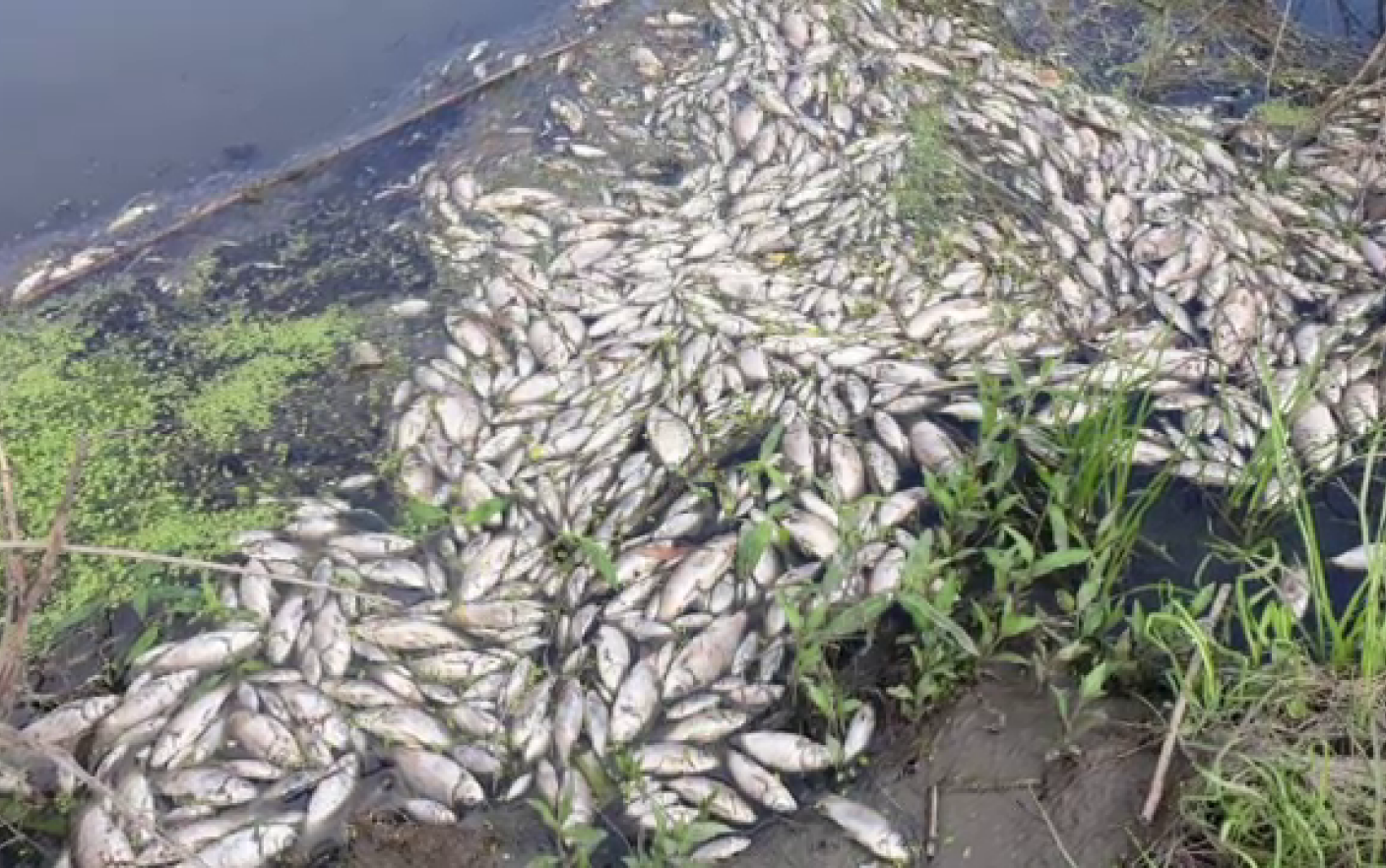 Dezastru ecologic la Iași: râu plin de pești morți. Ce explicații au ...