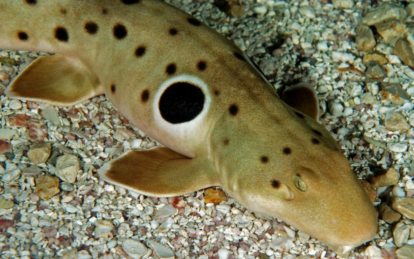 Oamenii de știință au descoperit o specie de rechini care „încalcă ...