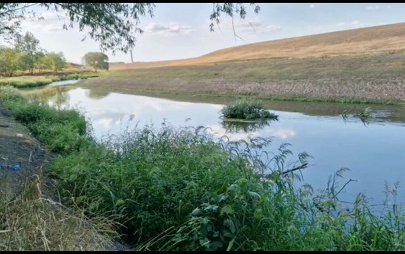 Pești morți într-un râu din Iași, din cauza unei ploi. Cum a fost ...