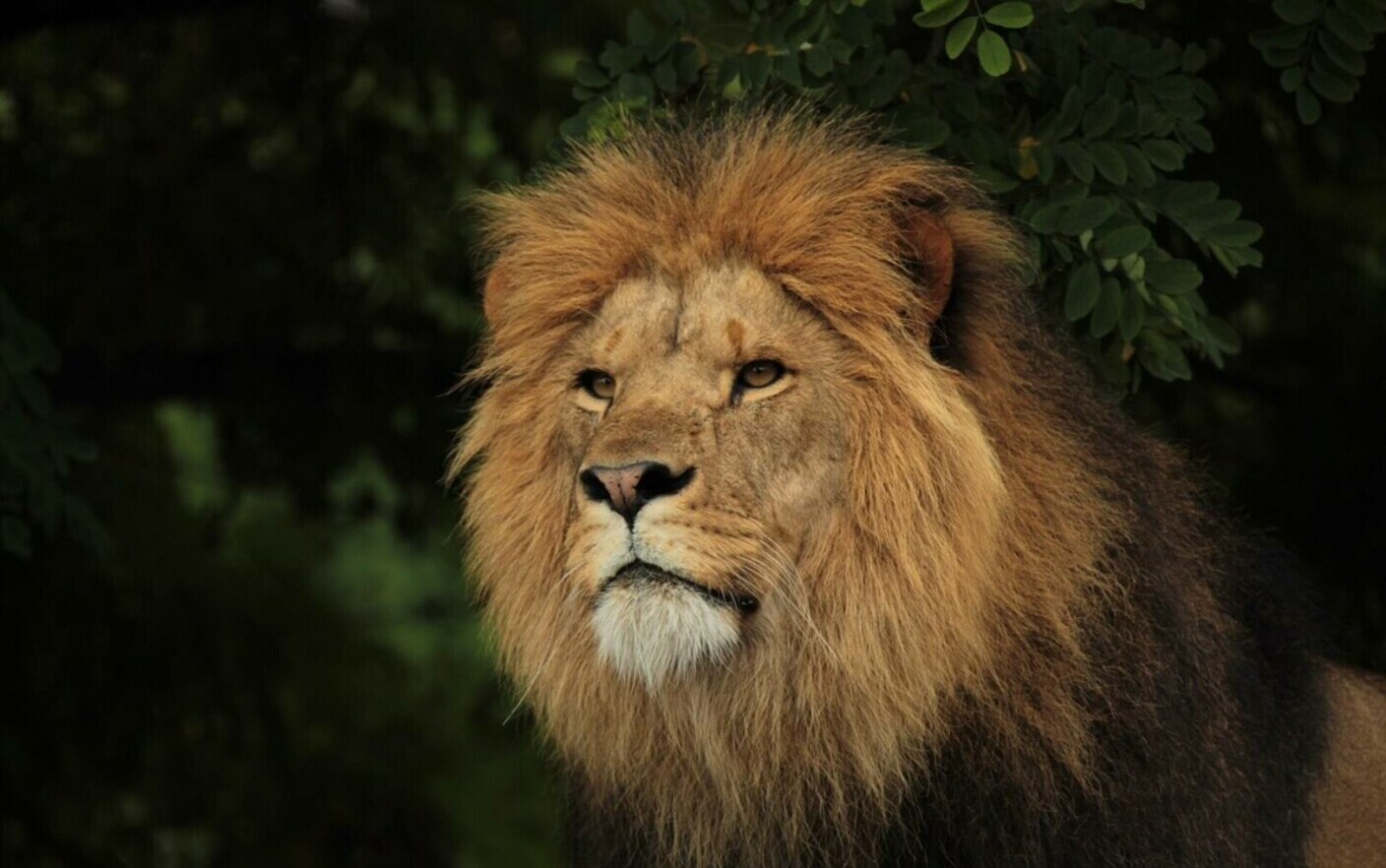 Un bărbat a fost ucis de un leu la Grădina Zoologică din Accra ...