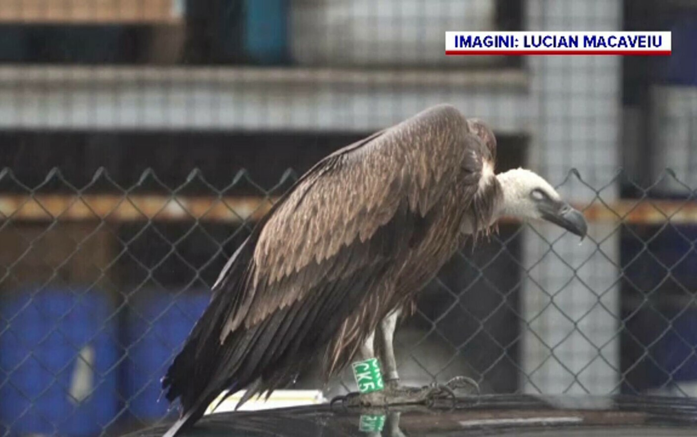 O specie dispărută din România de peste 70 de ani a fost găsită în ...