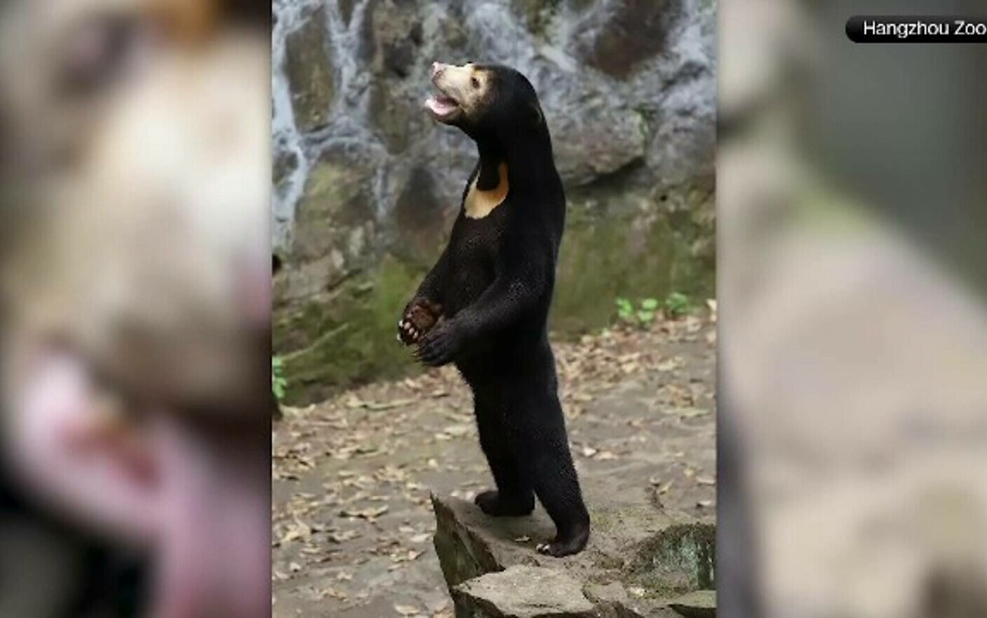 O grădină zoologică din China, acuzată că urșii pe care îi găzduiește ...