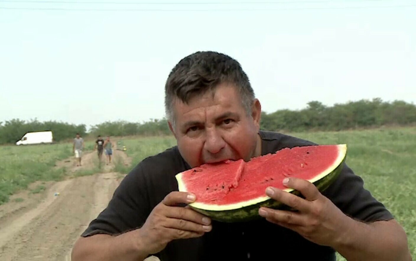 Producție record de pepeni la Dăbuleni. Vom mânca lubenițe românești ...