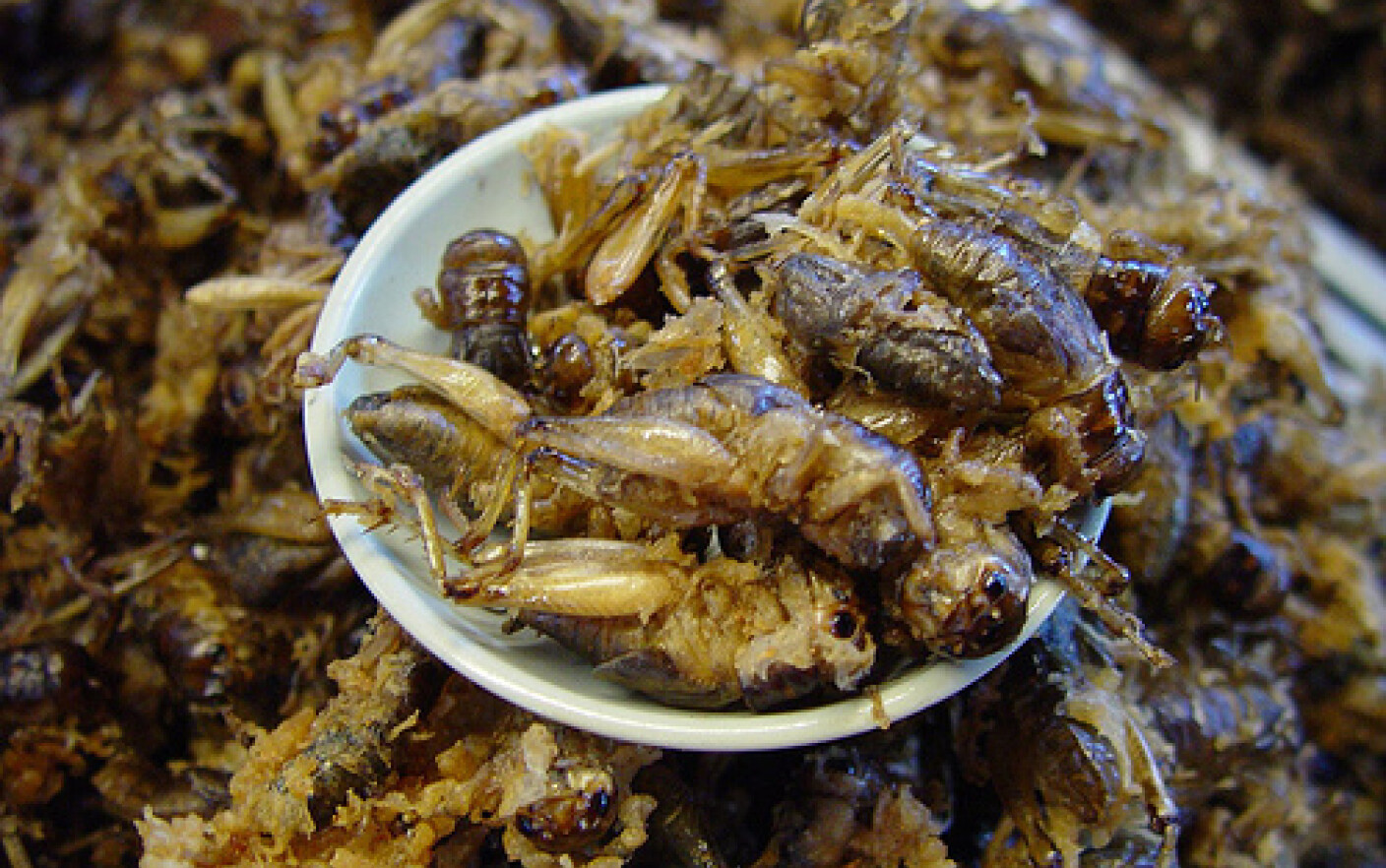 Va invitam la masa de Craciun! Cu greieri si paianjeni in farfurii ...