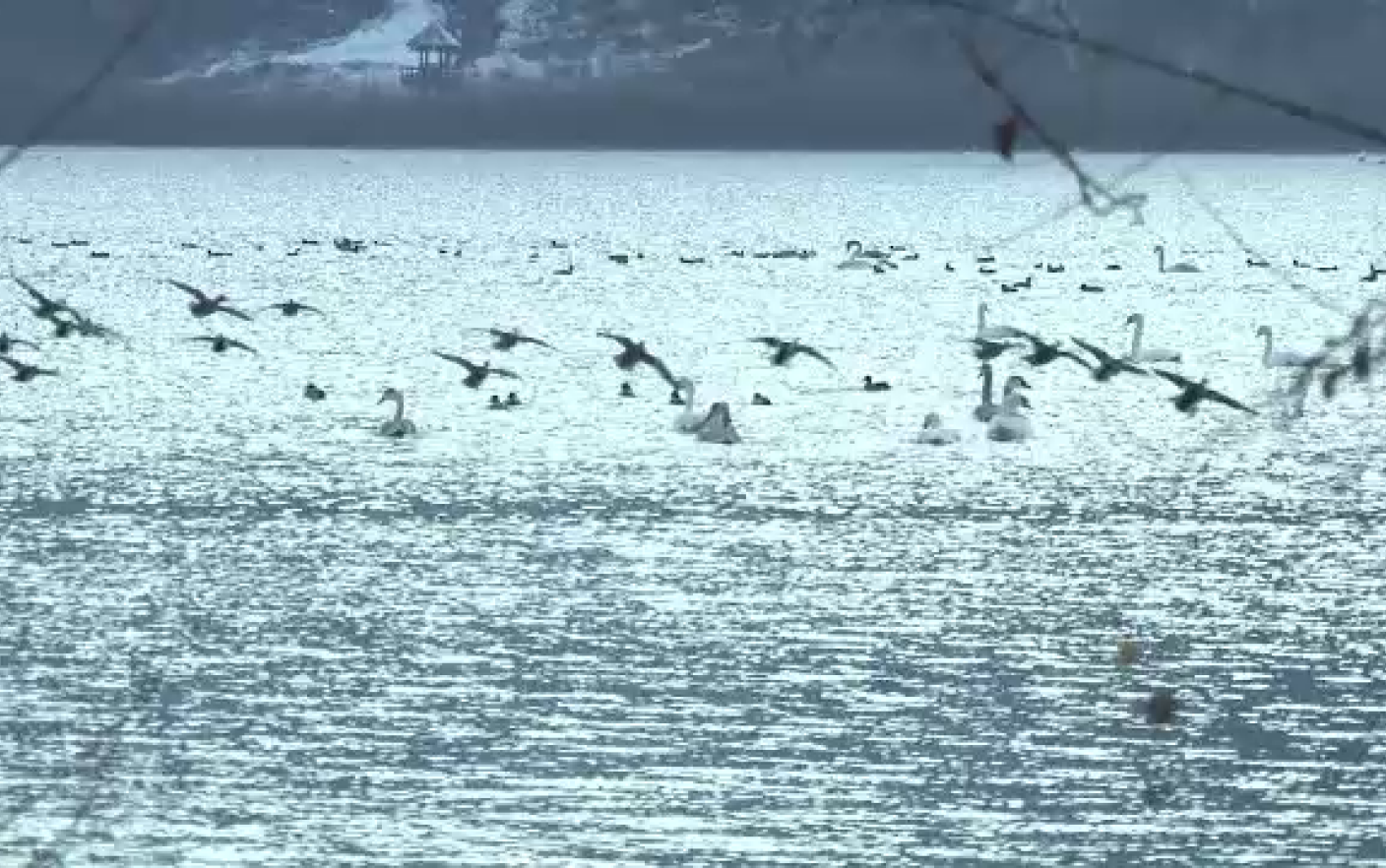Spectacol fascinant pe un lac din Neamt. Sute de lebede care nu au ...