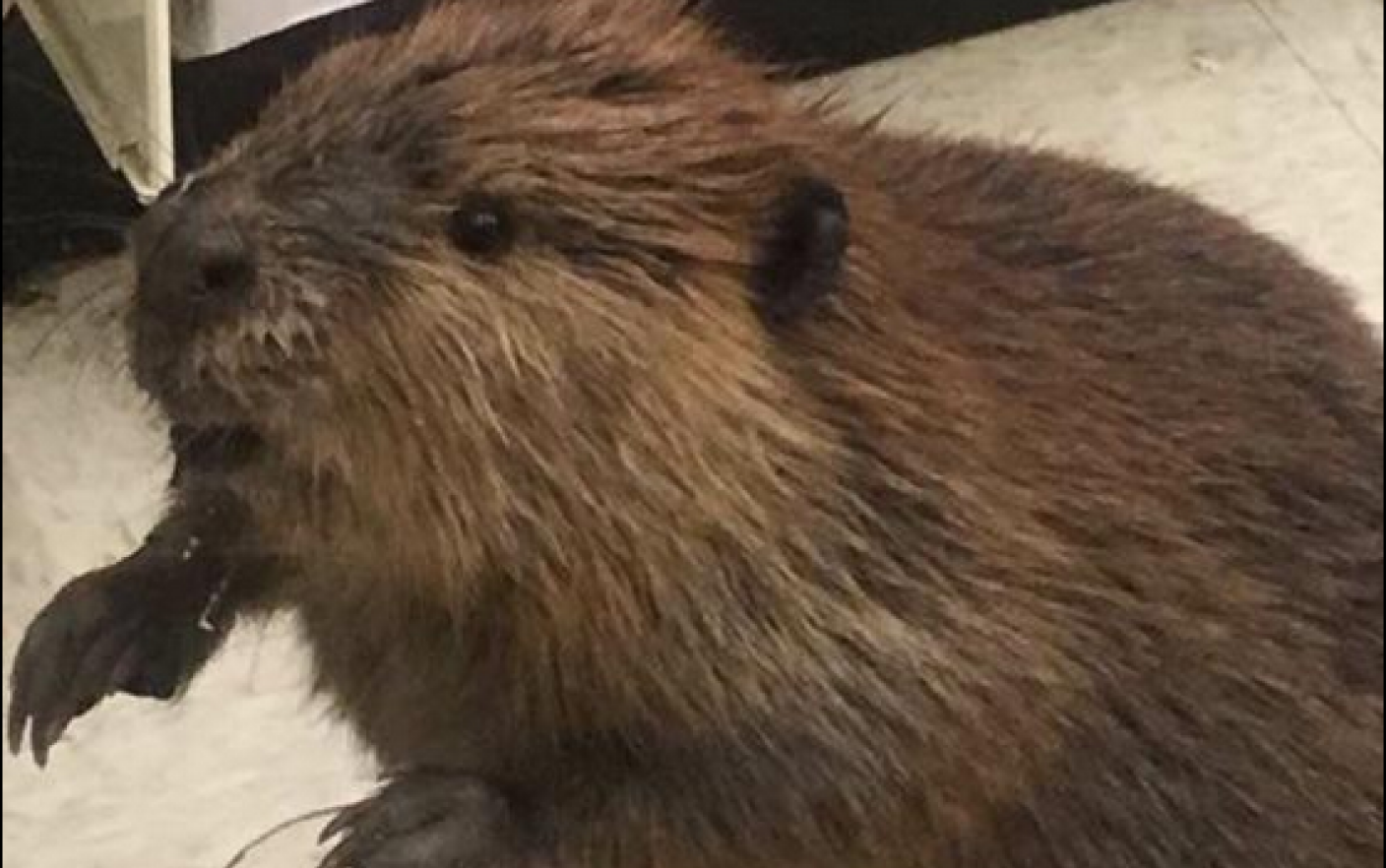 Un castor a fost arestat intr-un magazin din America. Ce a incercat sa ...