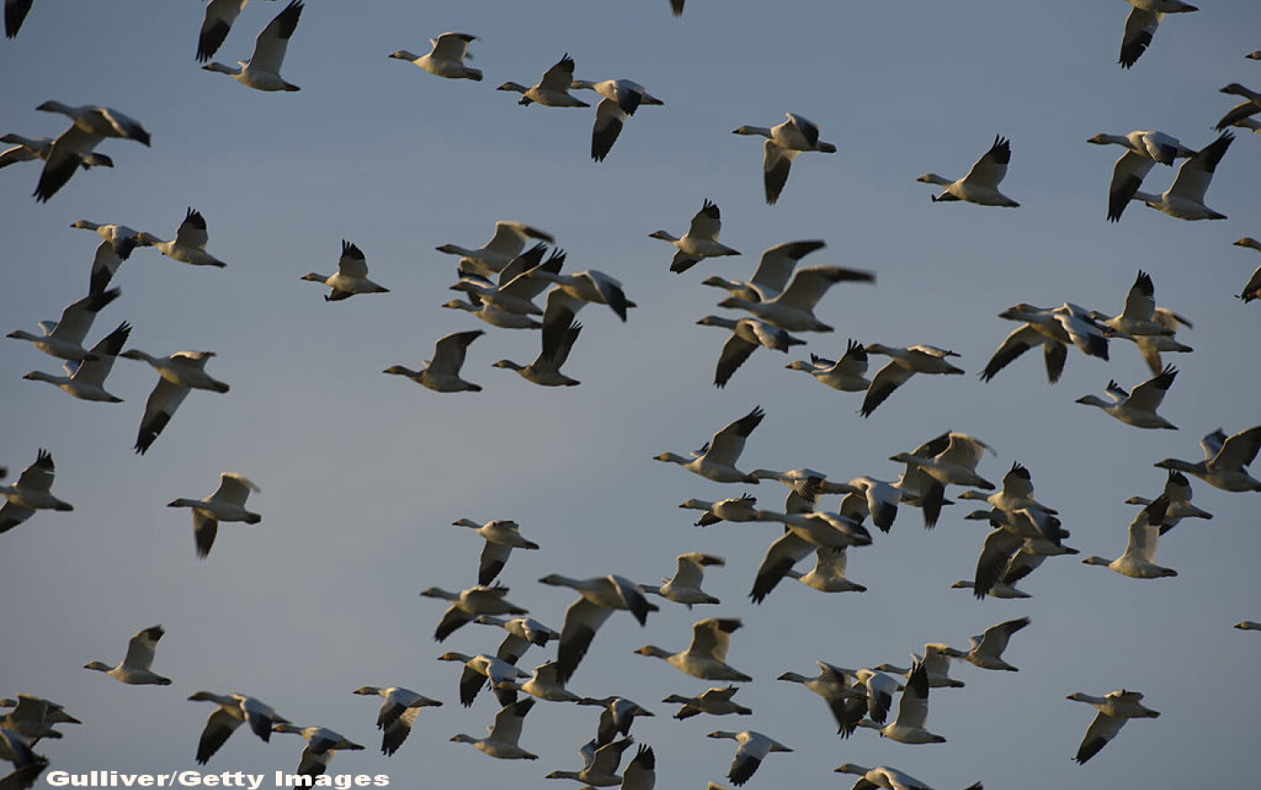 Catastrofa ecologica in SUA. Motivul pentru care mii de gaste au murit ...