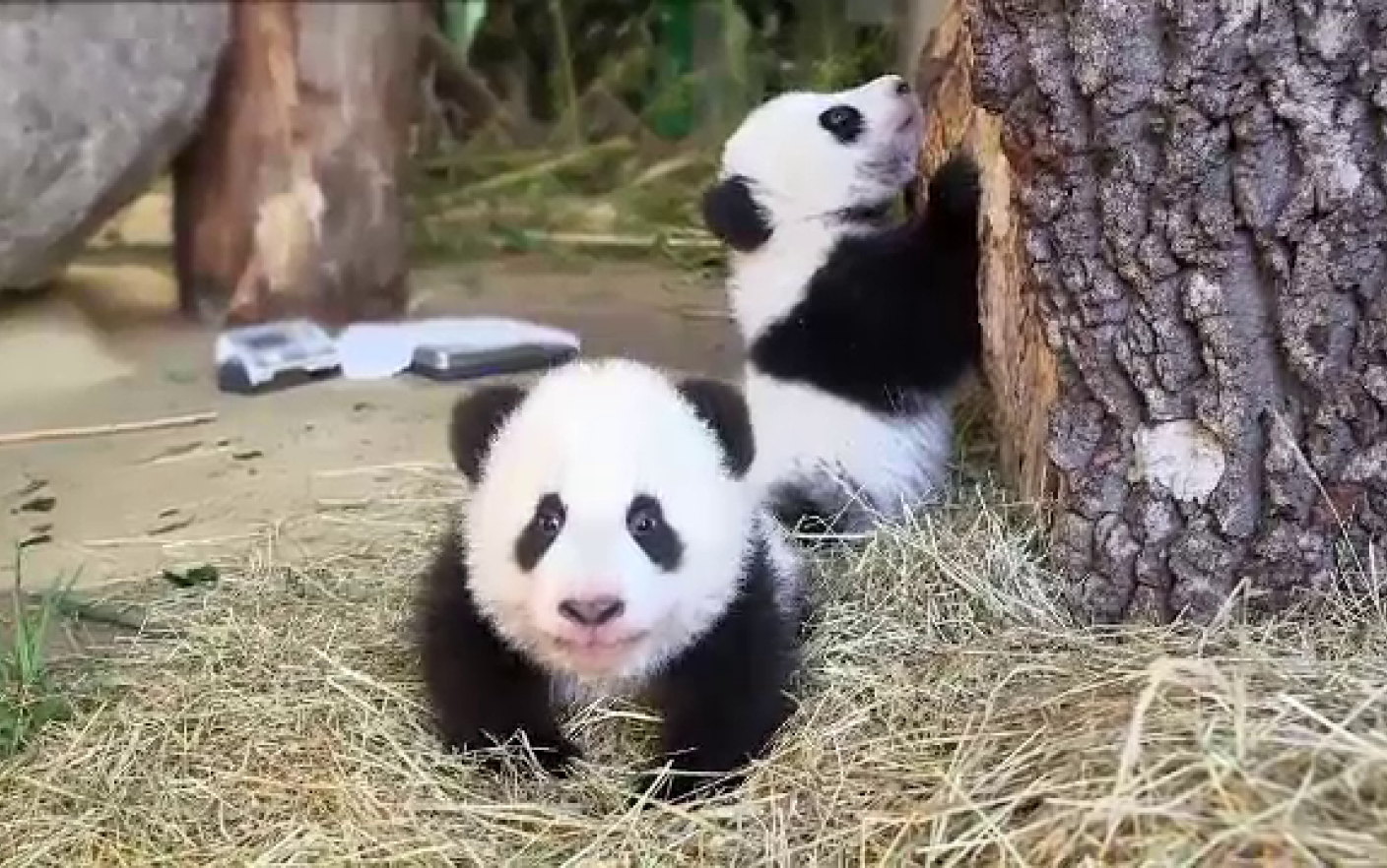Doi pui de panda au devenit atractia gradinii zoologice din Viena. Fu ...