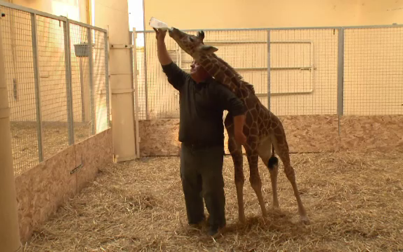 Un pui de girafă abandonat de mamă la naștere, vedetă la Zoo și pe ...