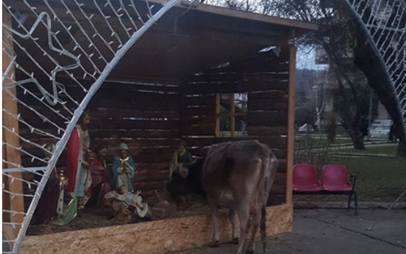 Imaginea care a devenit virală. O vacă „se înfruptă” dintr-o iesle, în ...