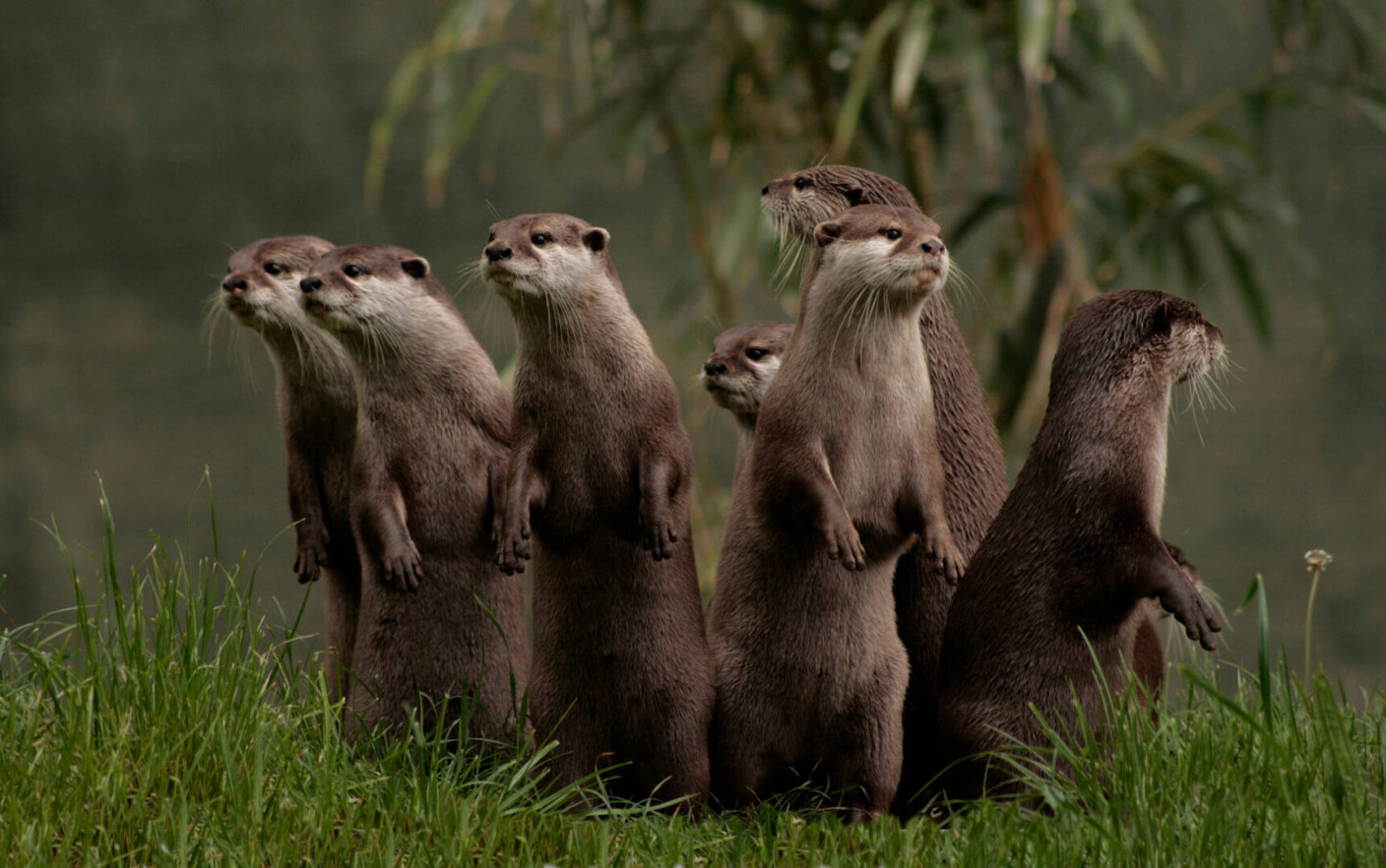 Un bărbat a fost victima unei familii de vidre. „Am fost mușcat de 26 ...