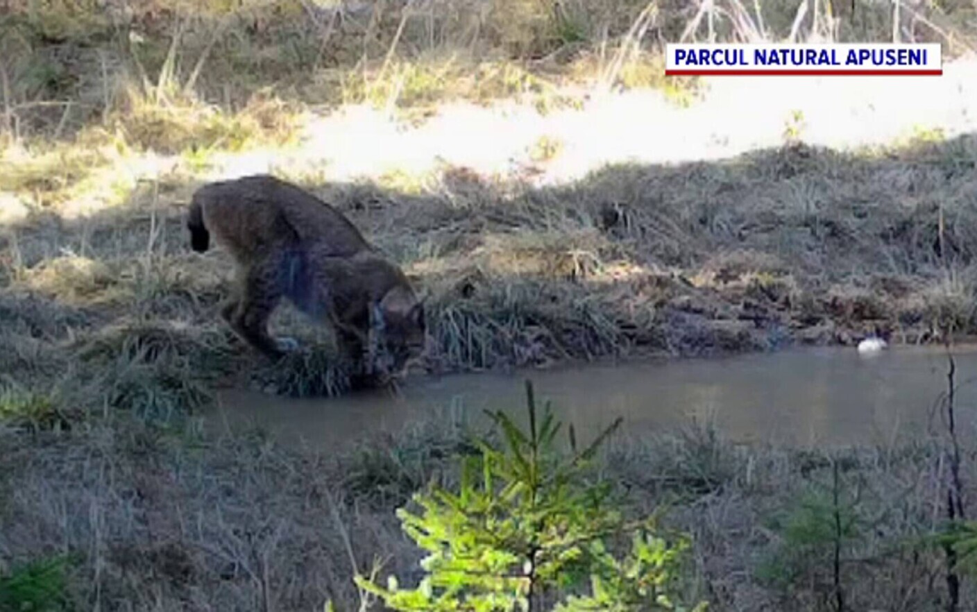 Imagini rare cu un râs în Apuseni. Ce făcea frumoasa felină ...